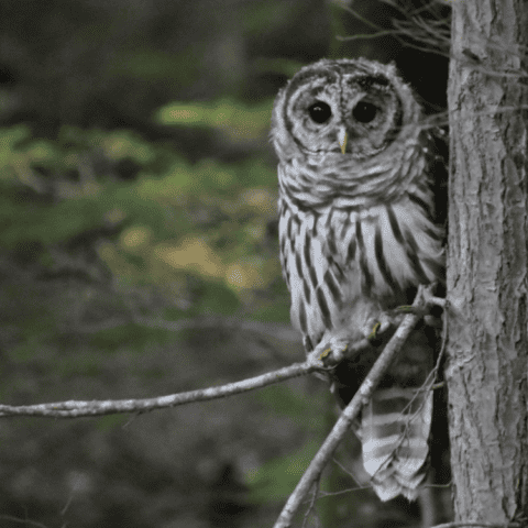 Geography & Maps | Great East Lake Association